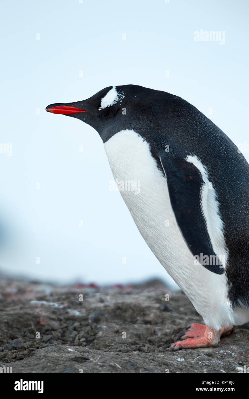 antarctic penguin standing Stock Photo - Alamy