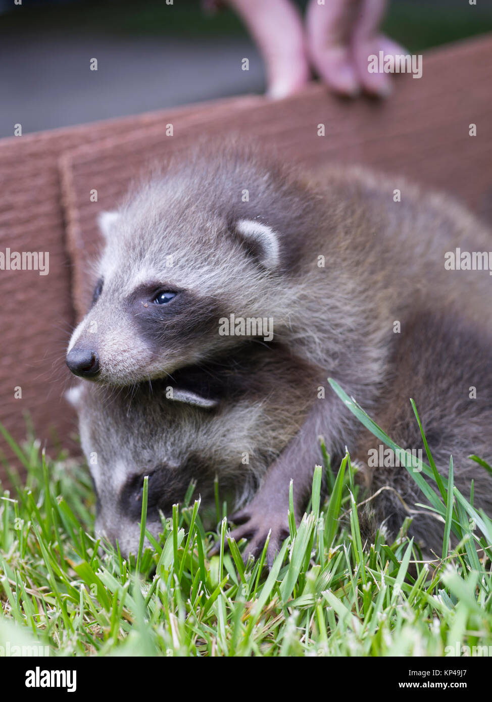 Baby raccoons hi-res stock photography and images - Alamy