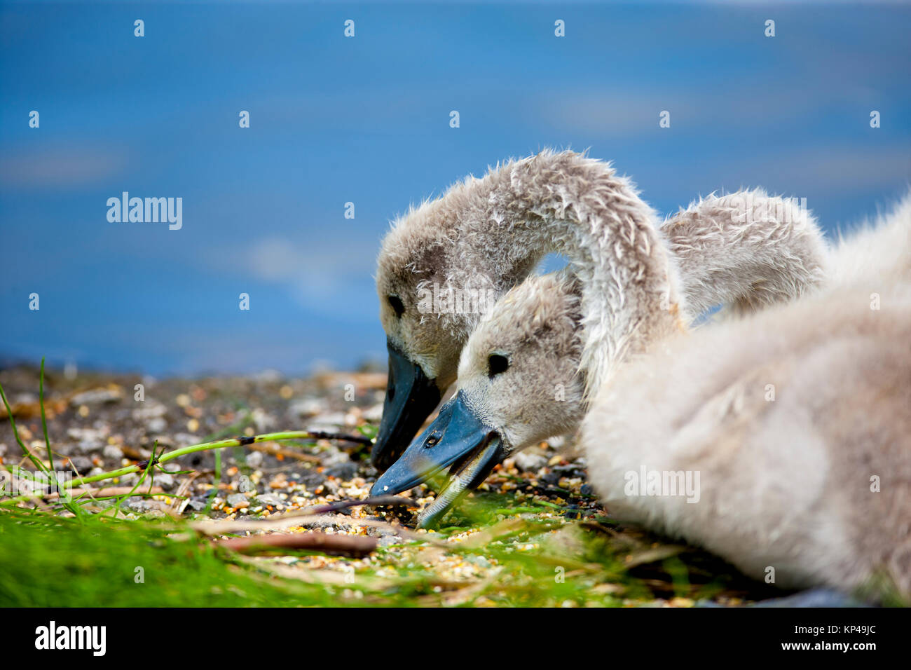 Swans eating hi-res stock photography and images - Alamy