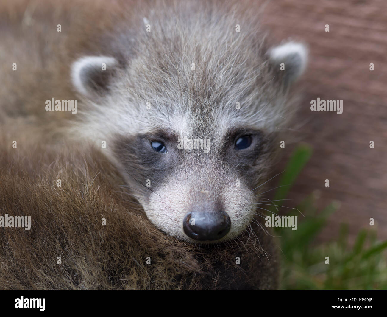 Closeup of racoon hi-res stock photography and images - Alamy