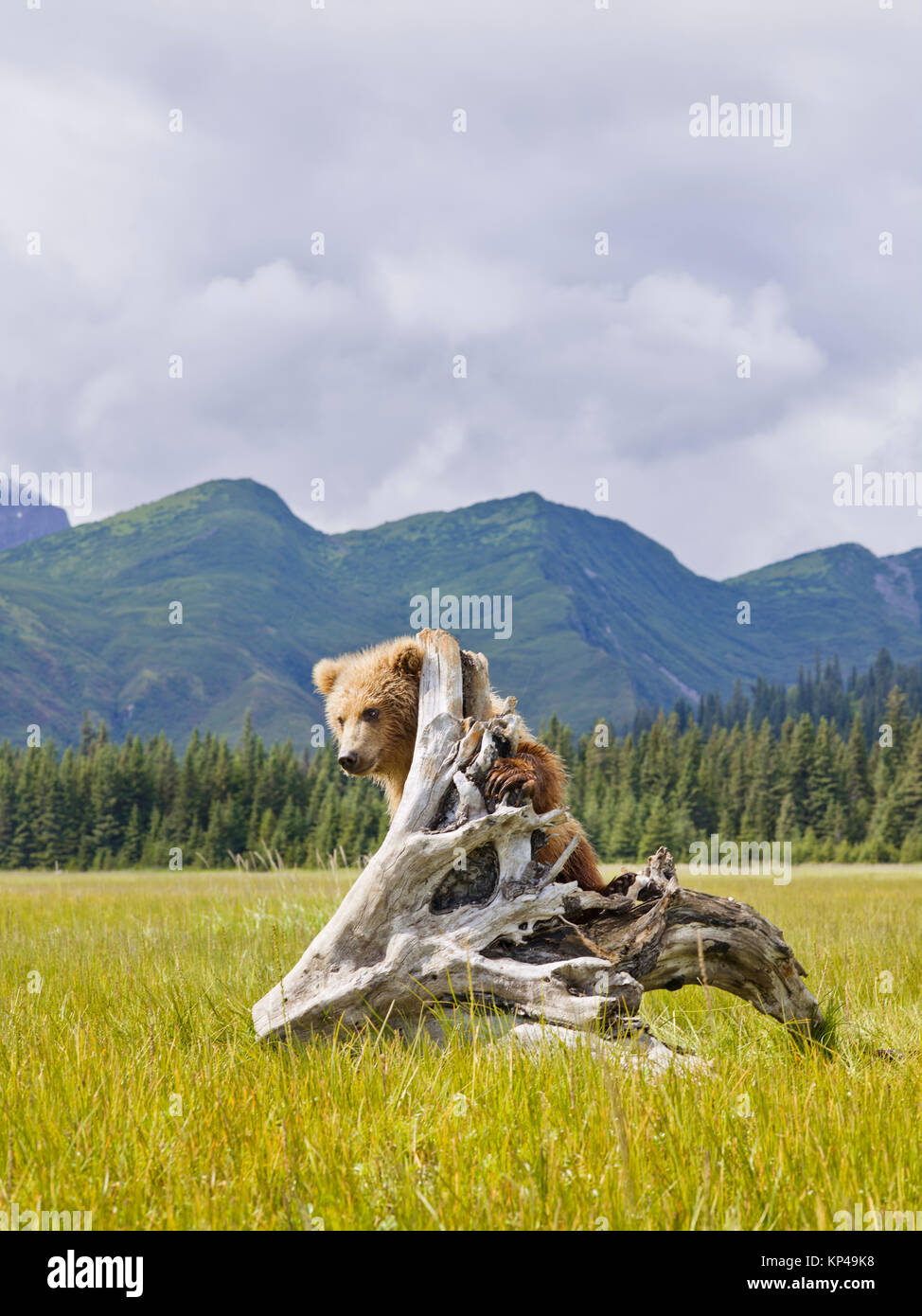 bear hanging off tree Stock Photo - Alamy