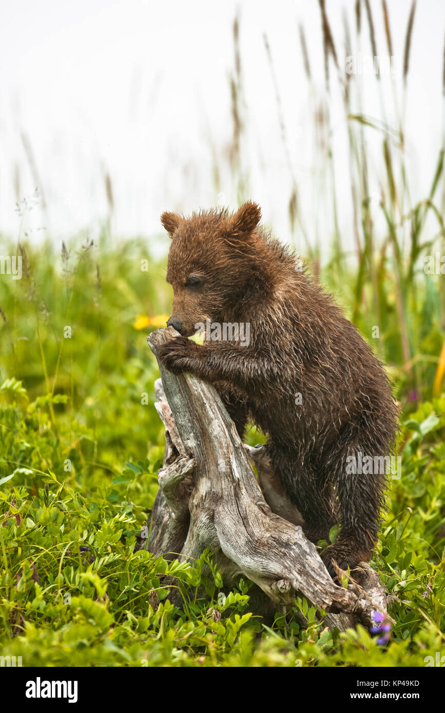 bear on tree Stock Photo - Alamy