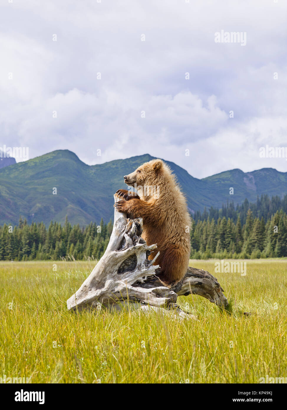bear in tree Stock Photo - Alamy