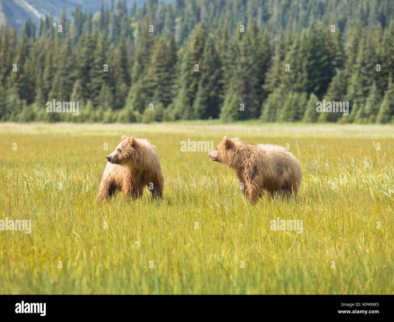Bear pair hi-res stock photography and images - Alamy
