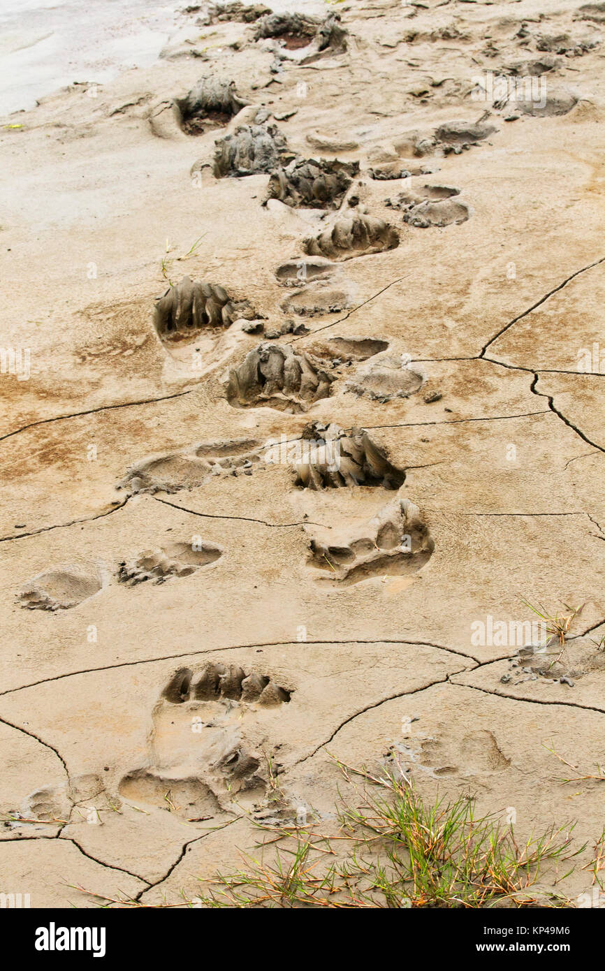 bear prints in mud Stock Photo - Alamy