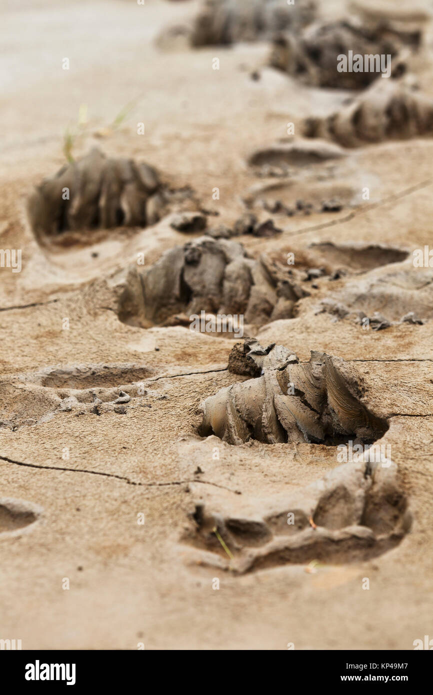 Alaska animal tracks hi-res stock photography and images - Alamy
