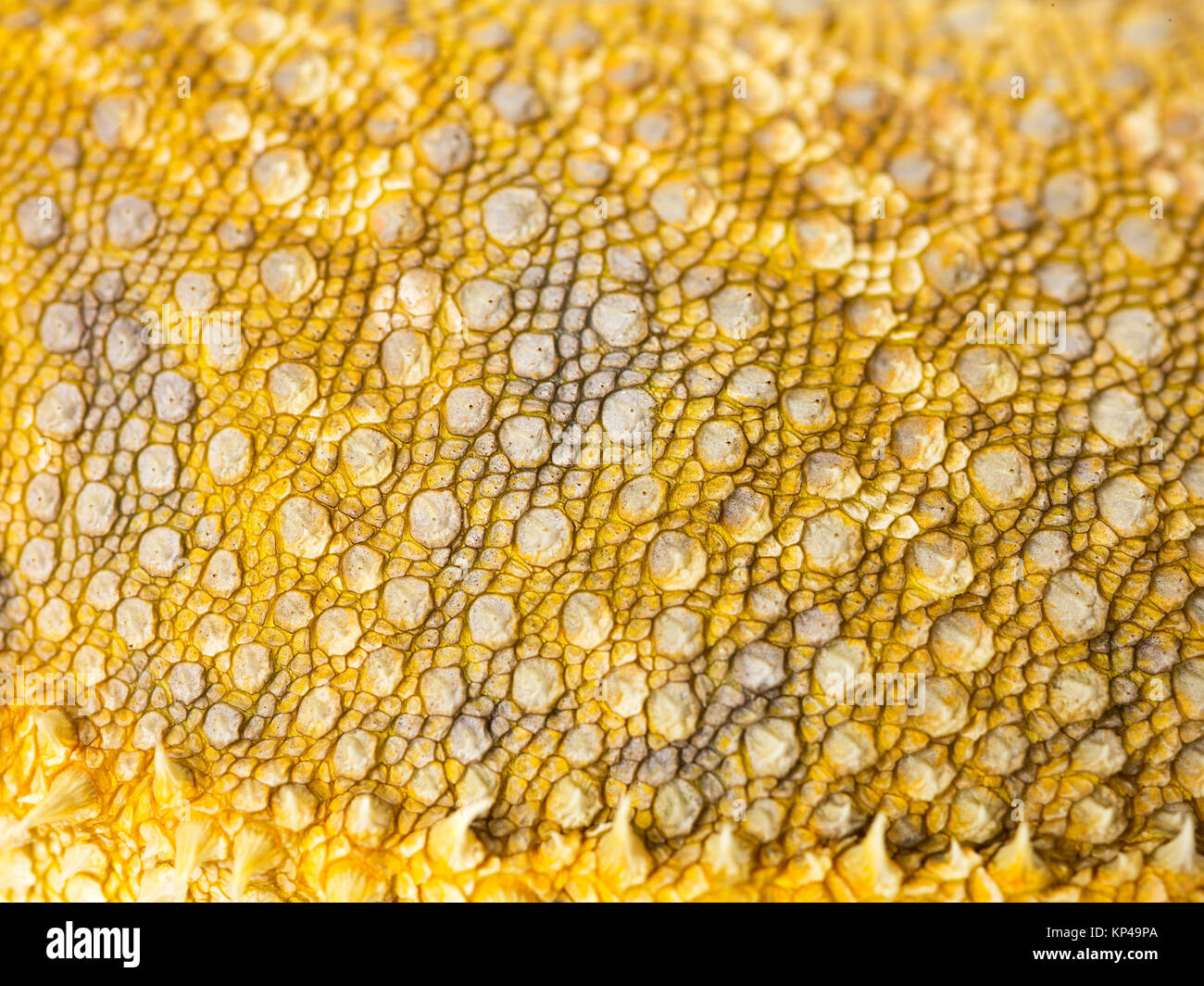 bearded dragon skin Stock Photo - Alamy