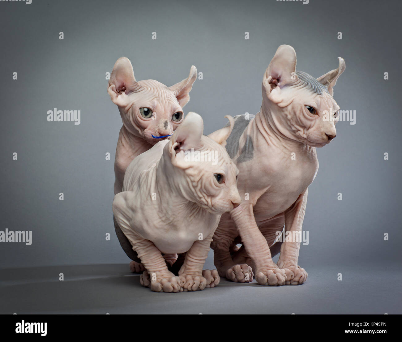 Elf cat hi-res stock photography and images - Alamy
