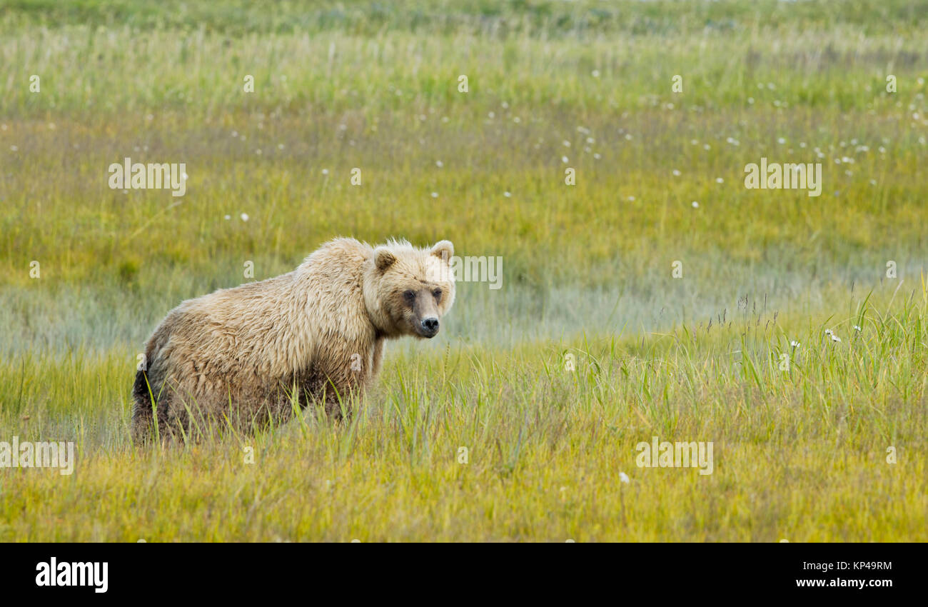 brown bear looking at camera Stock Photo - Alamy