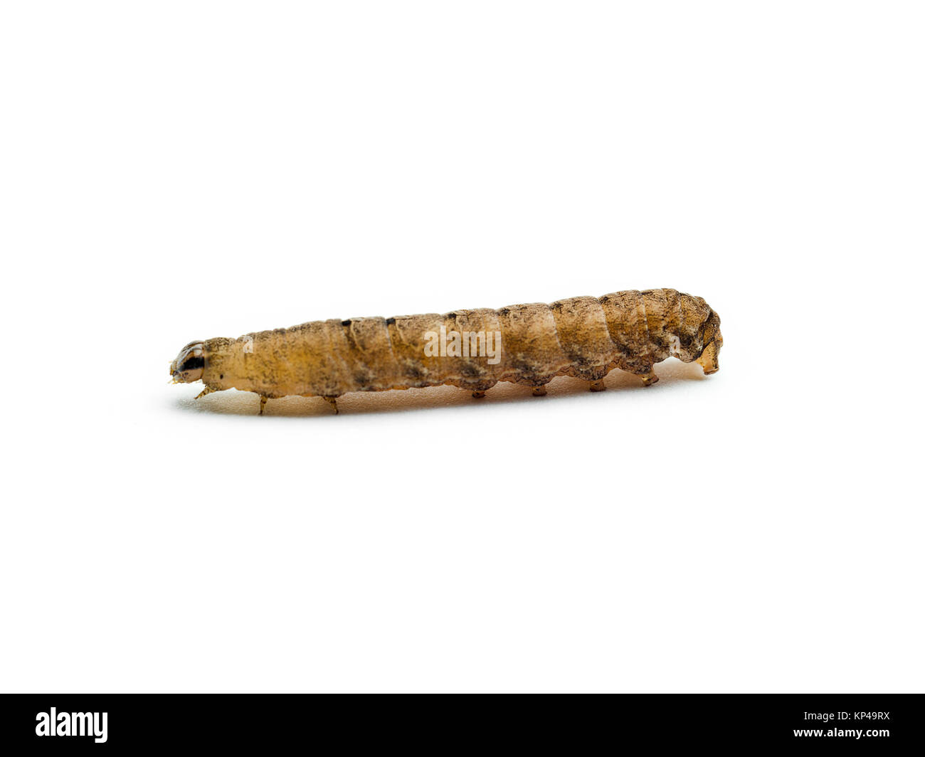 Leaf with brown spots Cut Out Stock Images & Pictures - Alamy