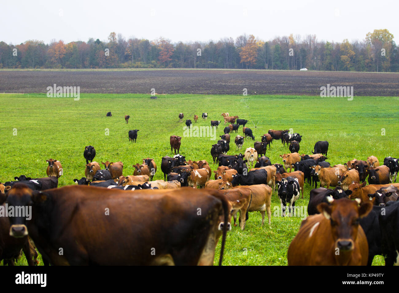 cattle at field Stock Photo - Alamy