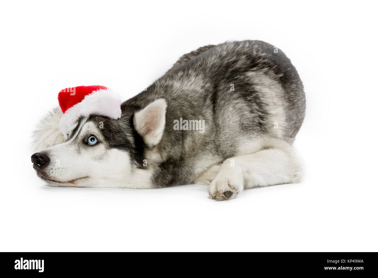 Lying siberian husky Cut Out Stock Images & Pictures - Alamy