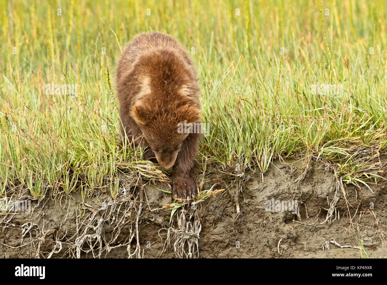 climbing down cub Stock Photo - Alamy