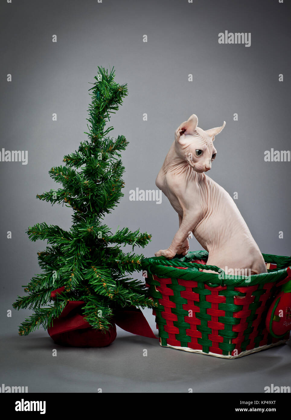 climbing elf cat Stock Photo - Alamy