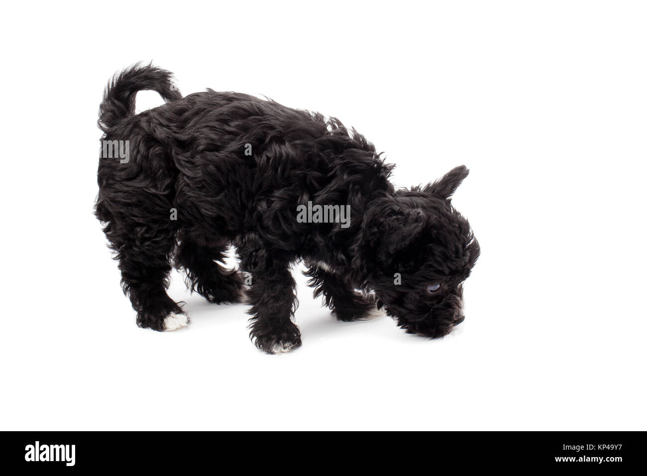 close up image of black puppy Stock Photo - Alamy