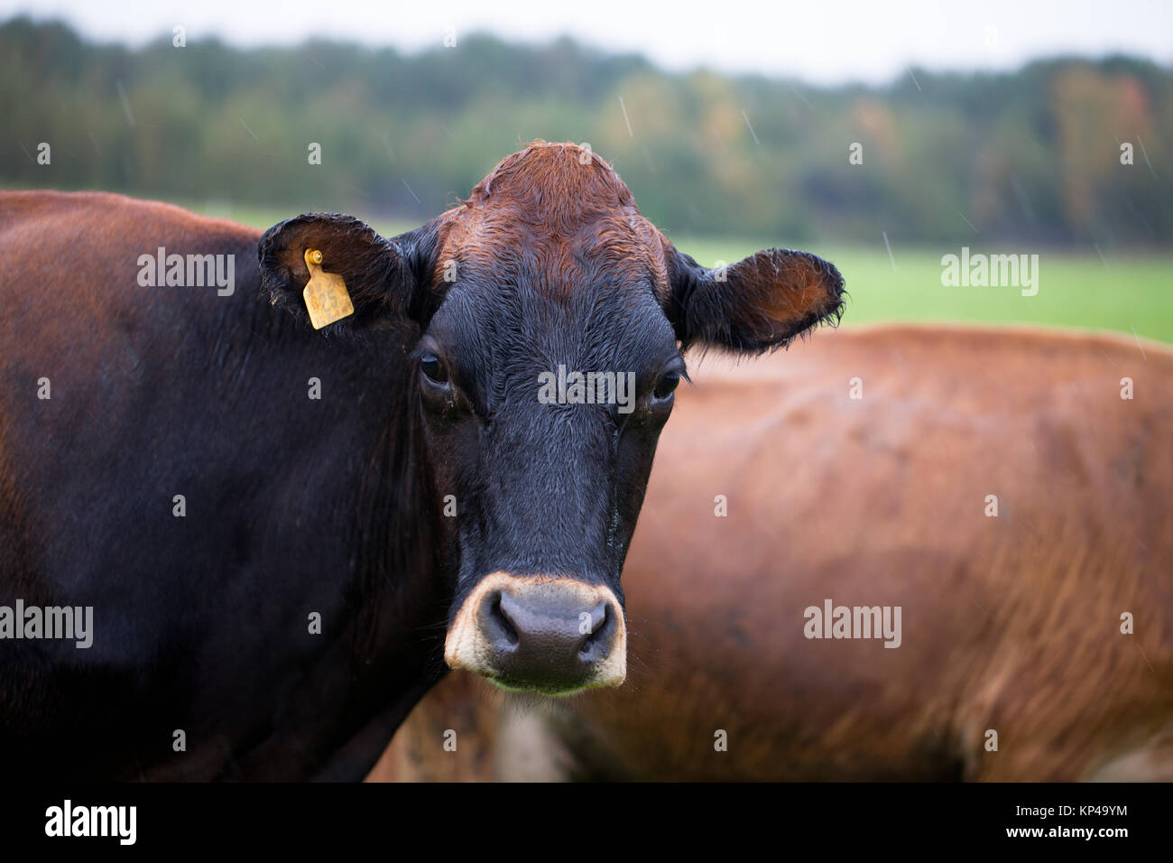 close up of a cow Stock Photo - Alamy