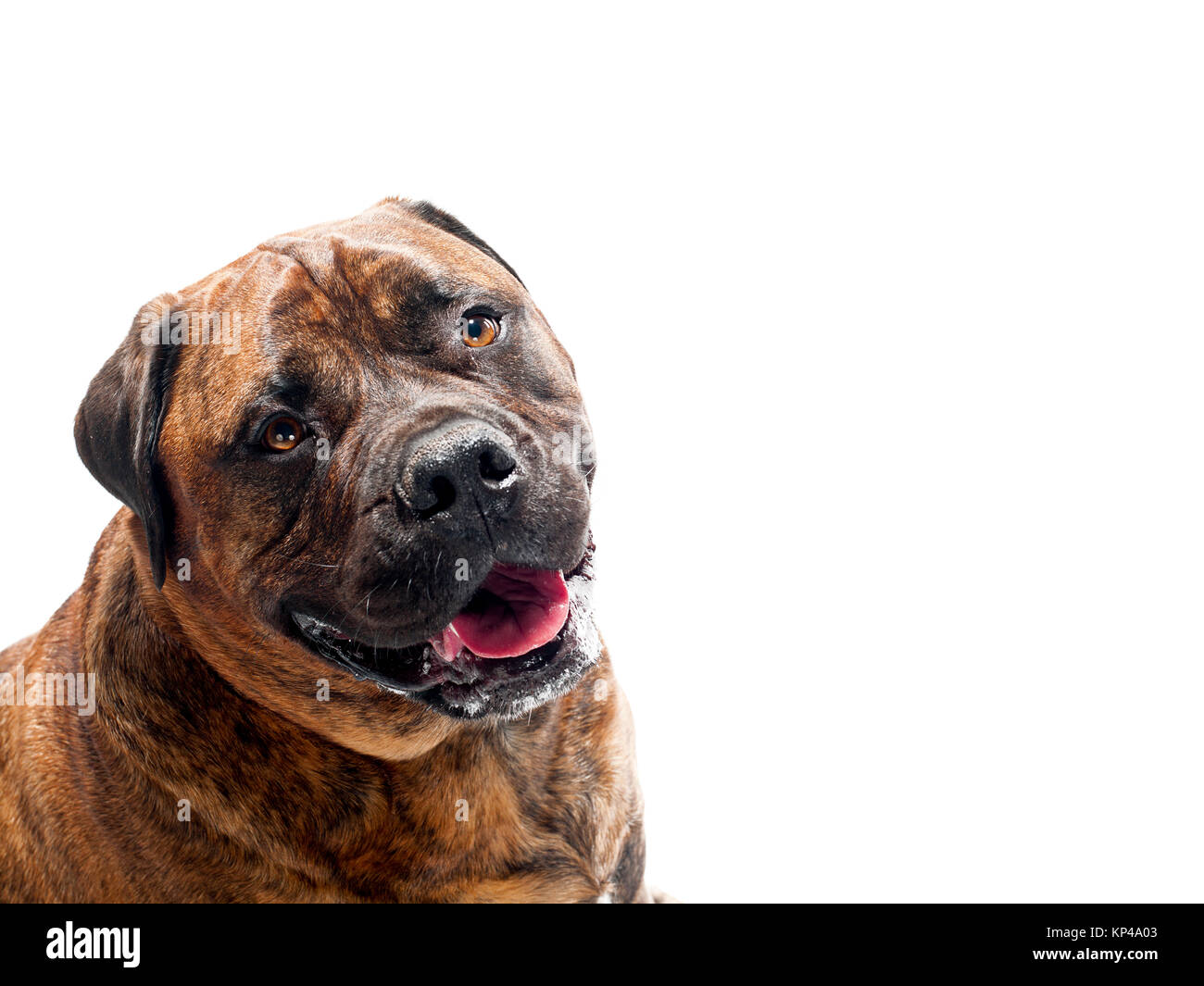 close up of dogs face Stock Photo - Alamy