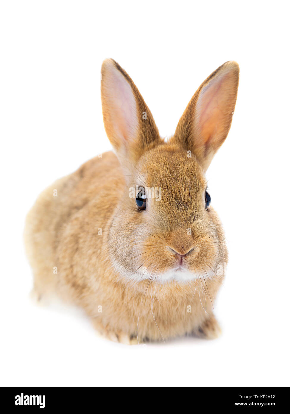 close up rabbit Stock Photo - Alamy