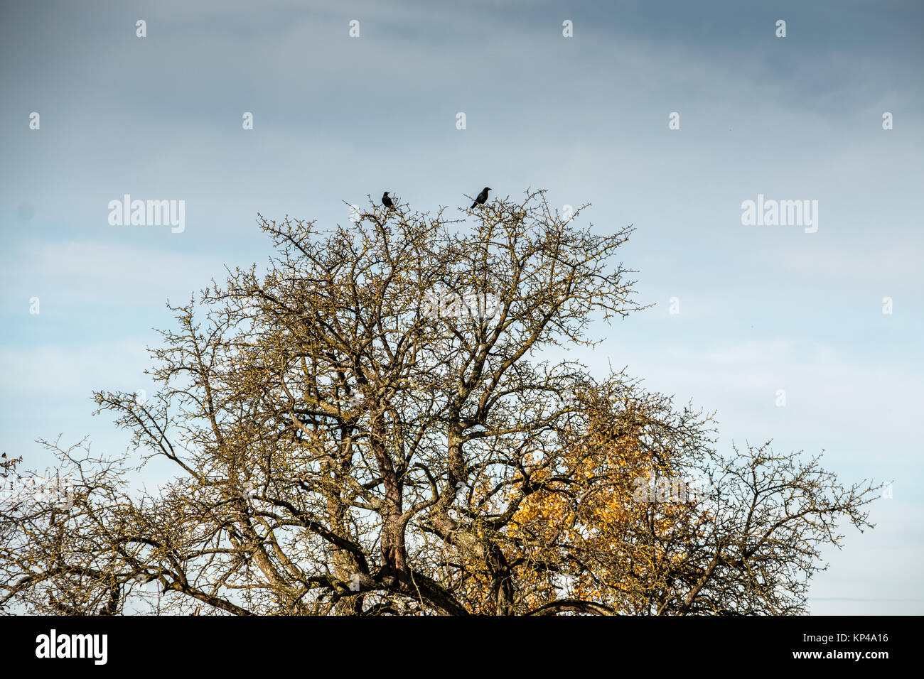 Crows and tree hi-res stock photography and images - Alamy