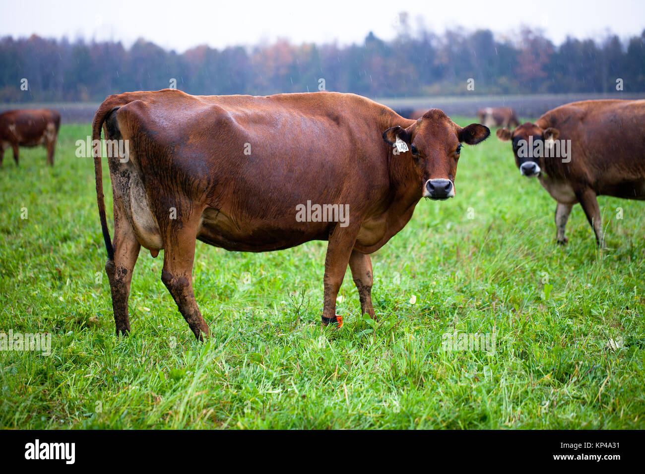 cows at field Stock Photo - Alamy