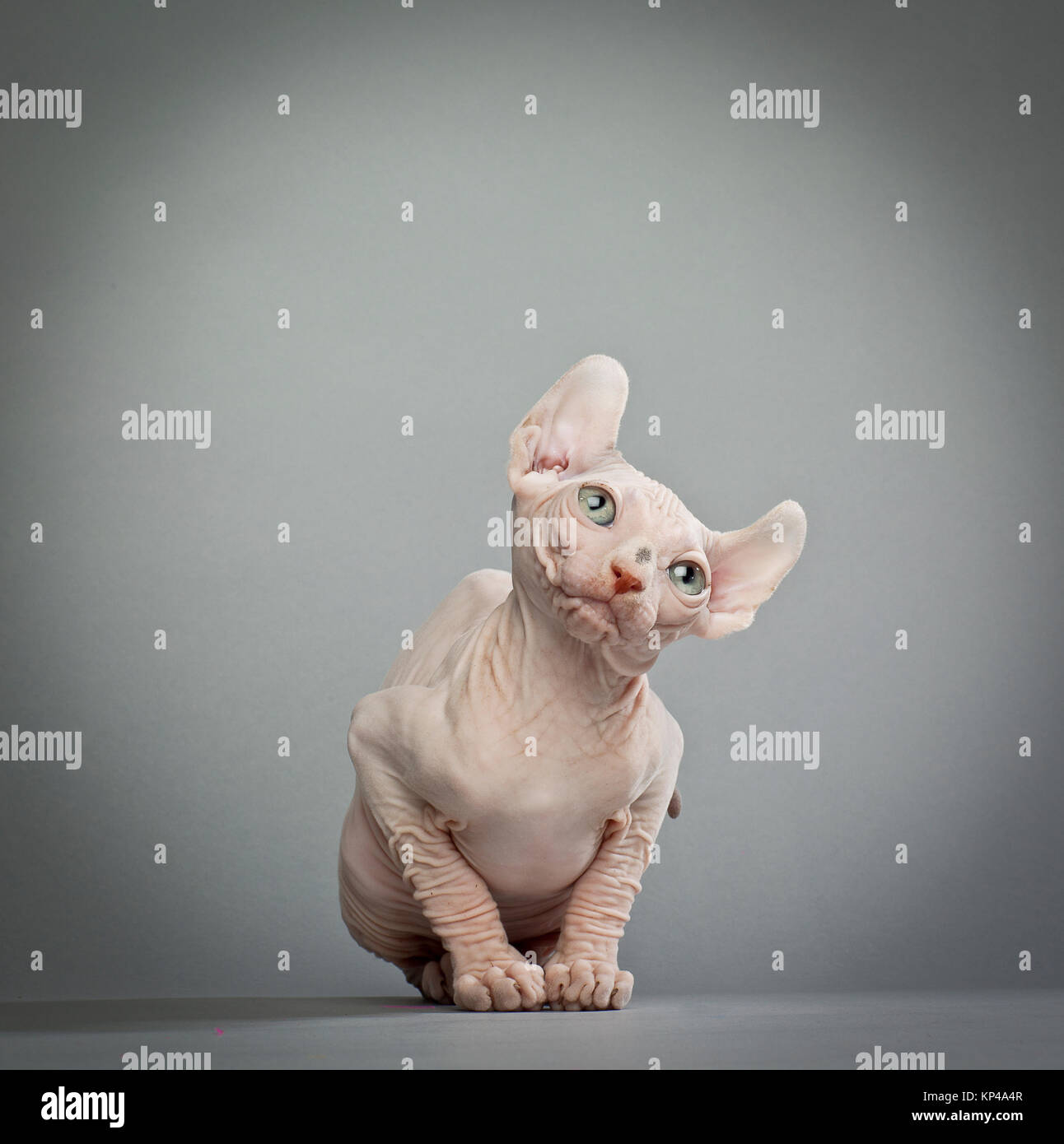 curious elf cats Stock Photo - Alamy