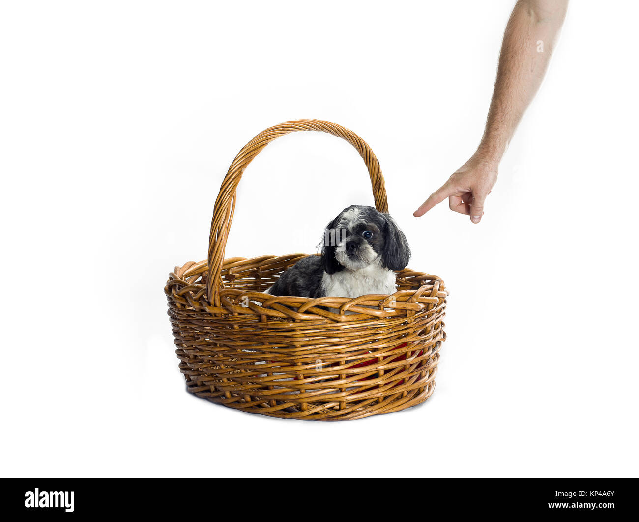 dog having a timeout Stock Photo - Alamy