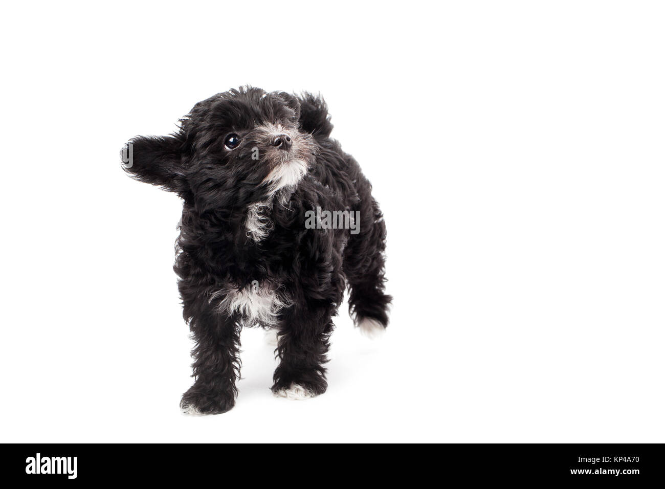 dog looking up Stock Photo - Alamy