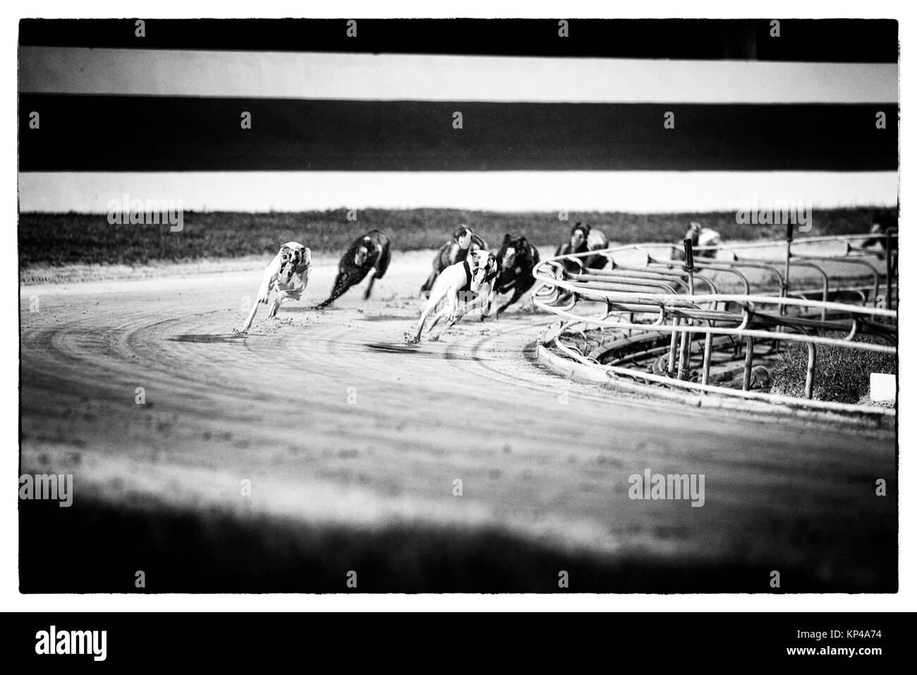 Dog action shot Black and White Stock Photos & Images - Alamy