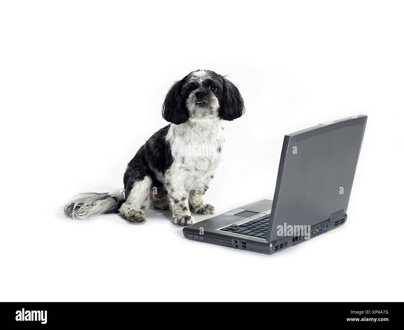 dog with laptop Stock Photo - Alamy