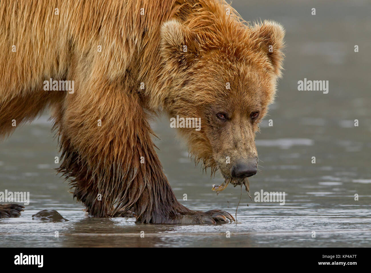 Drinking bear hi-res stock photography and images - Alamy