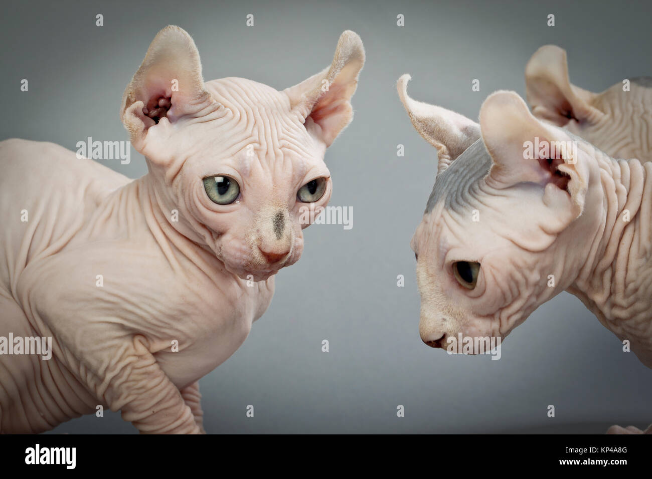 Elf Cat High Resolution Stock Photography and Images - Alamy