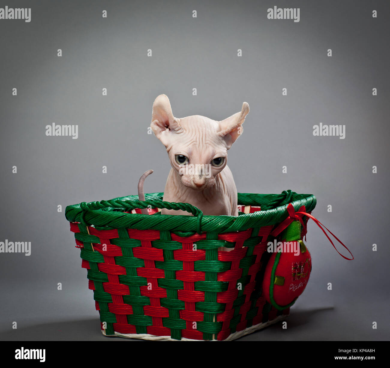 Sphynx cat christmas hi-res stock photography and images - Alamy