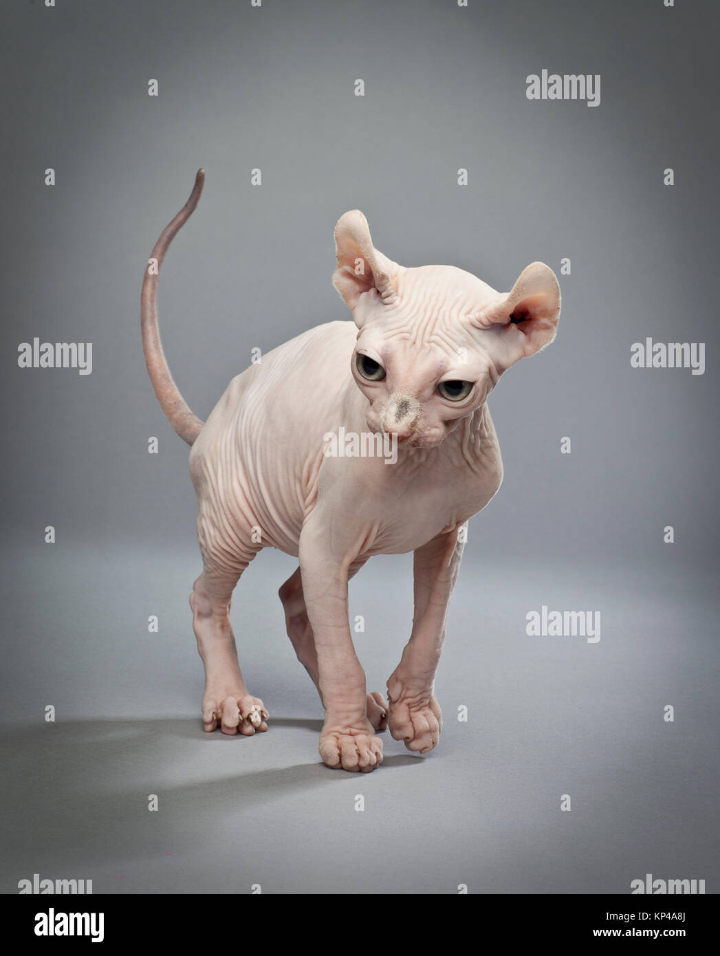 elf cat walking Stock Photo - Alamy