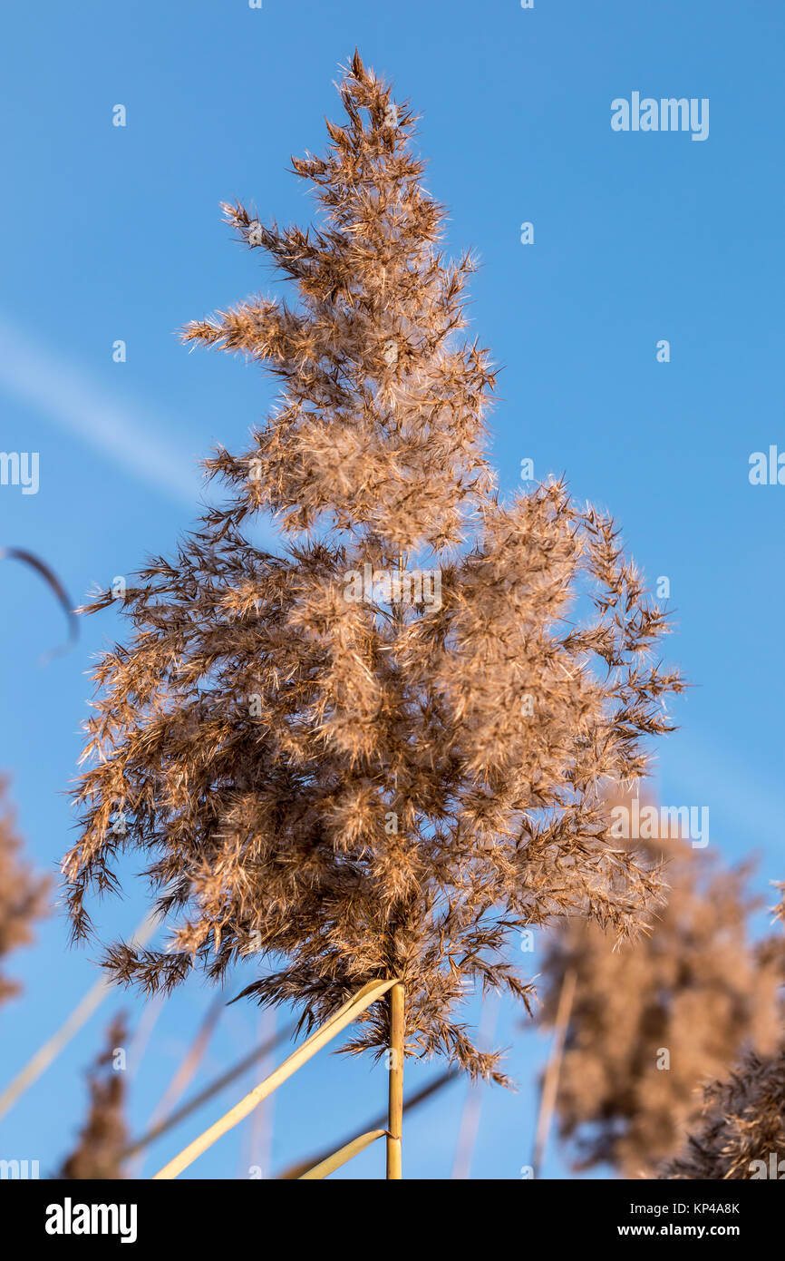 Reed gras hi-res stock photography and images - Alamy