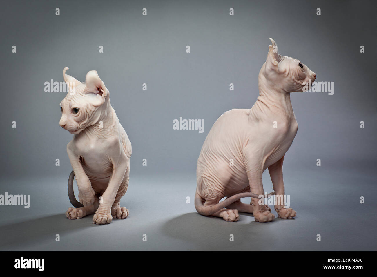 elf cats hanging out Stock Photo - Alamy