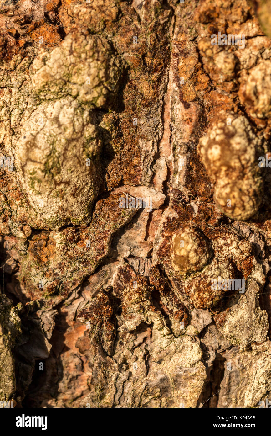 Brown tree trunk of old trees in the forest Stock Photo - Alamy