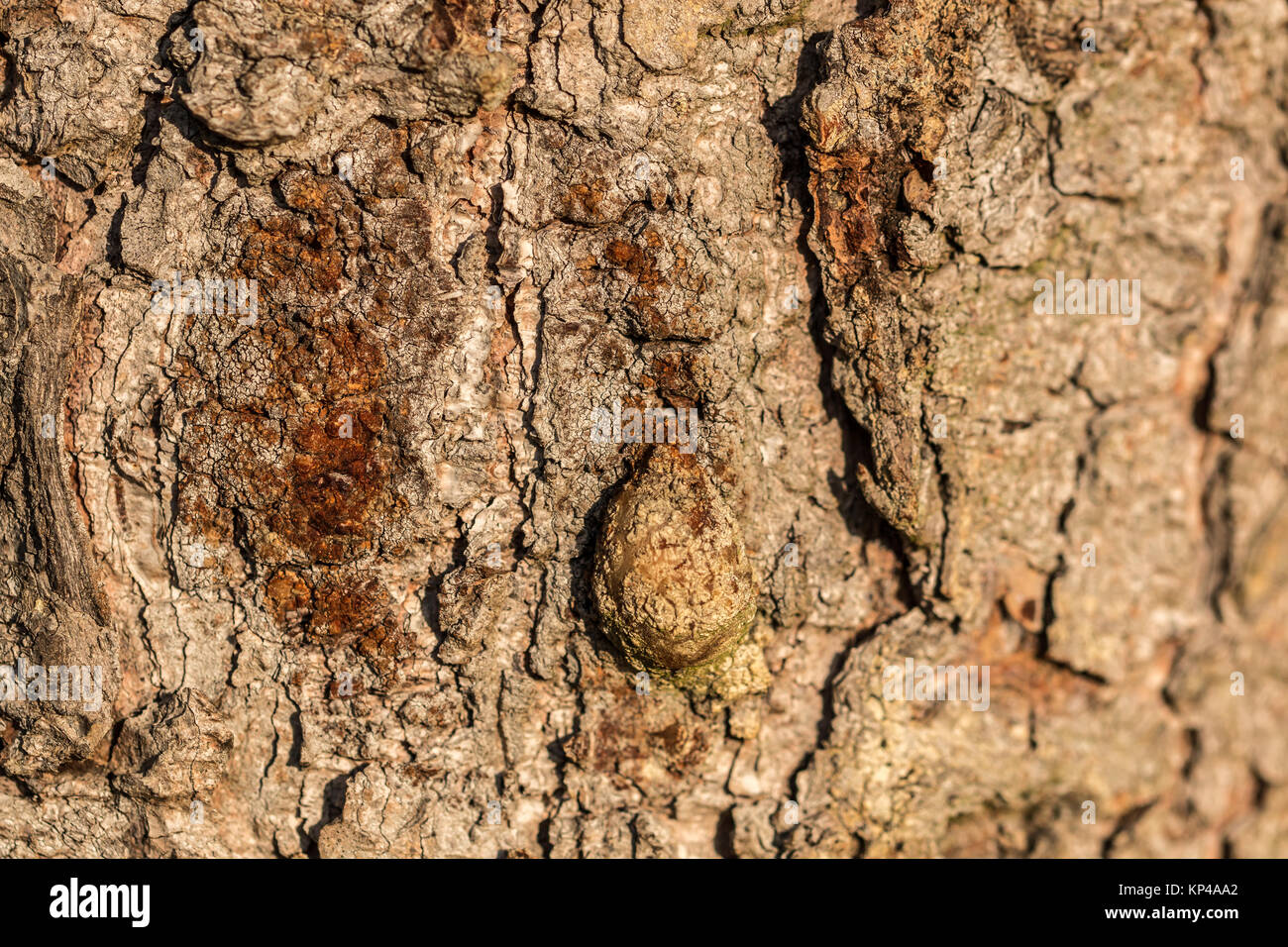 Brown tree trunk of old trees in the forest Stock Photo - Alamy