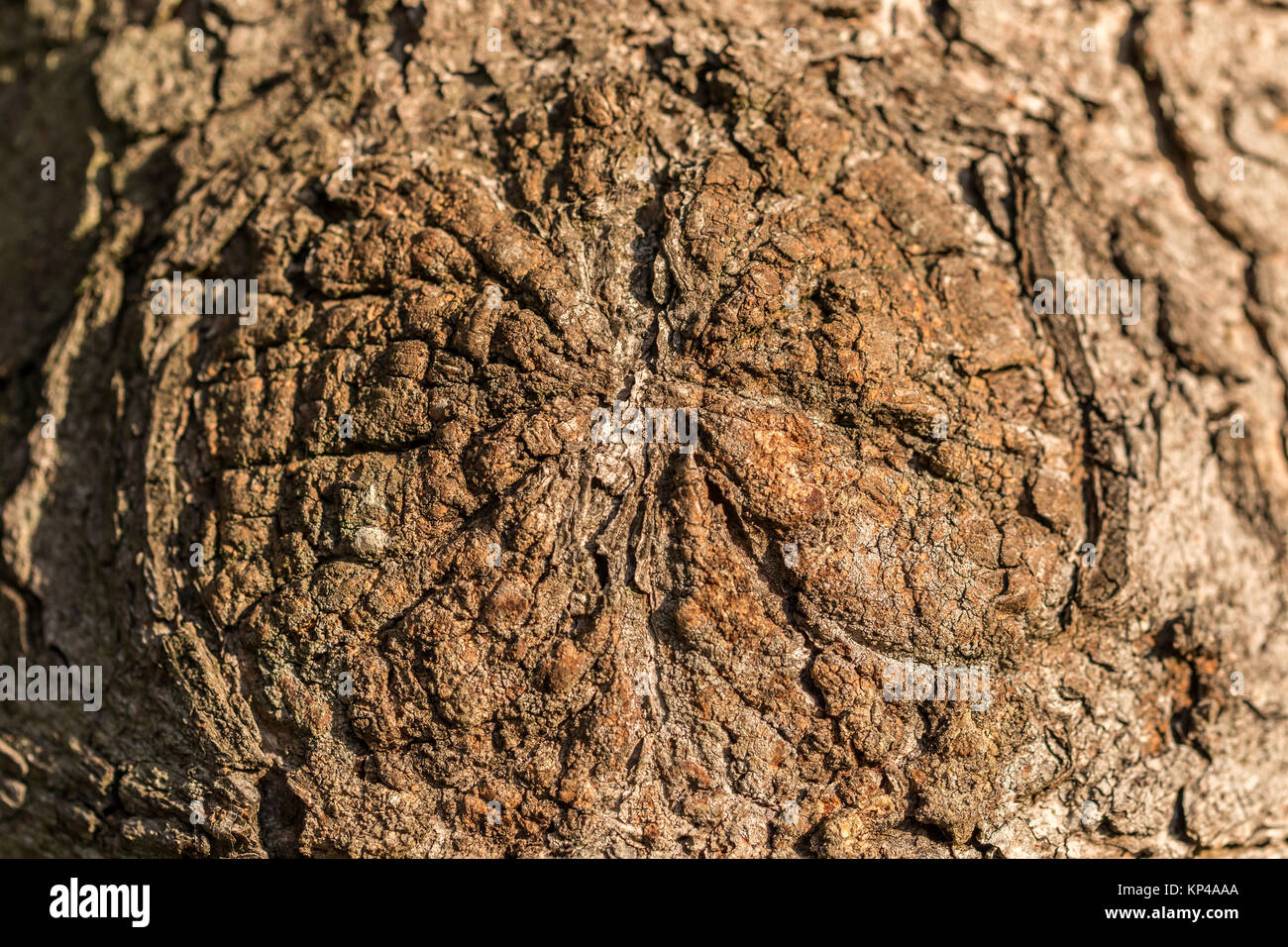 Brown tree trunk of old trees in the forest Stock Photo - Alamy