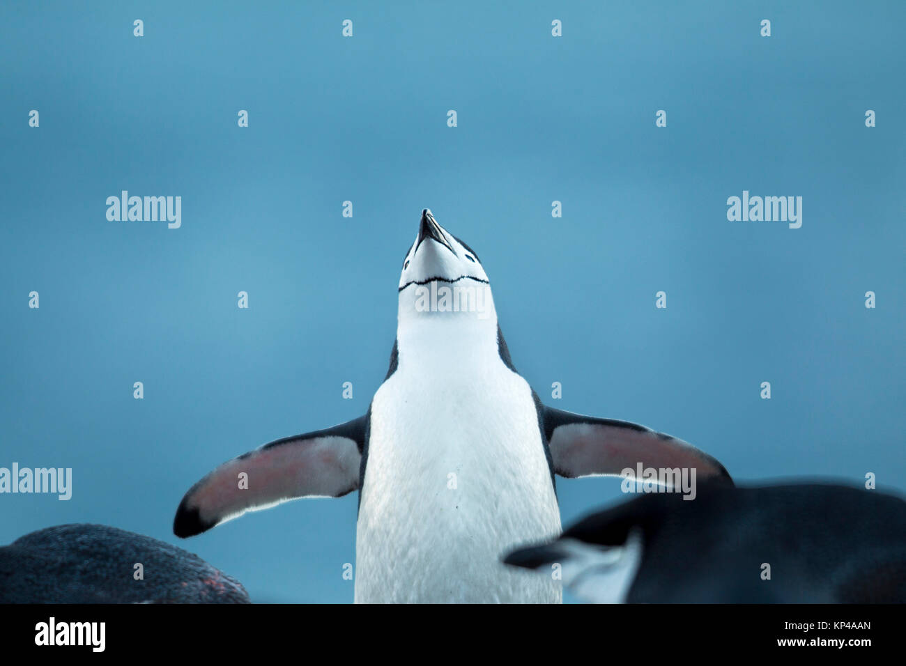gentoo penguin with spread wings Stock Photo - Alamy