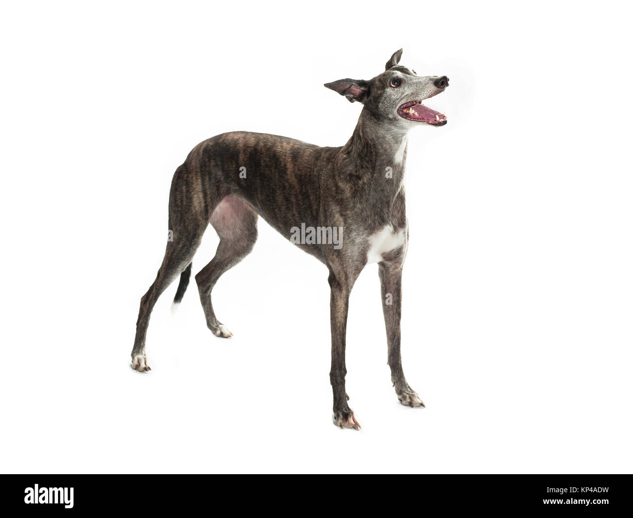 Grey whippet Cut Out Stock Images & Pictures - Alamy