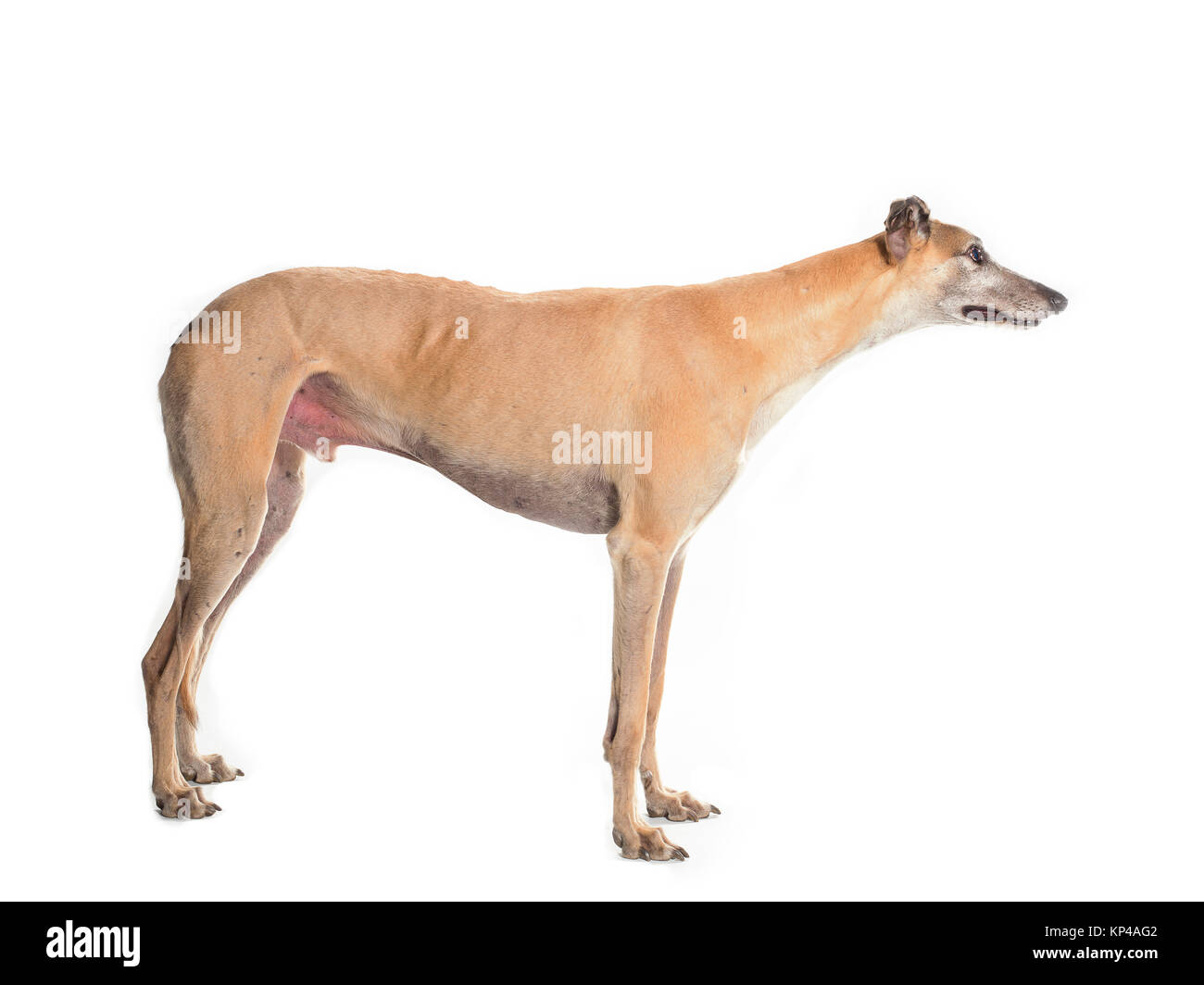 Greyhound Cut Out Stock Images & Pictures - Alamy