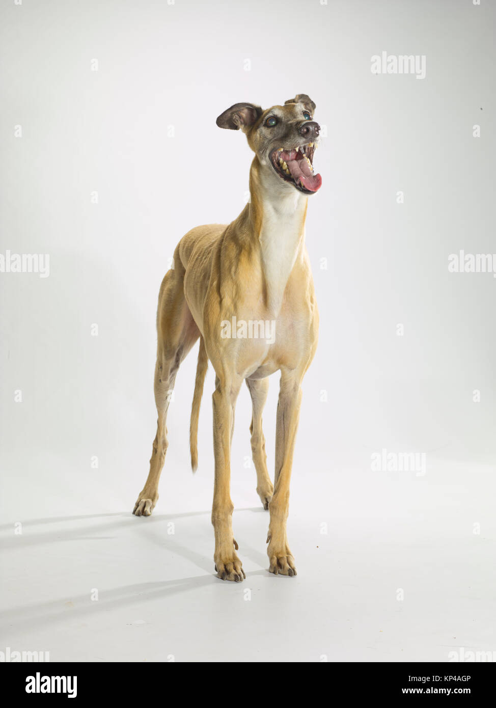 Fawn greyhound hi-res stock photography and images - Alamy