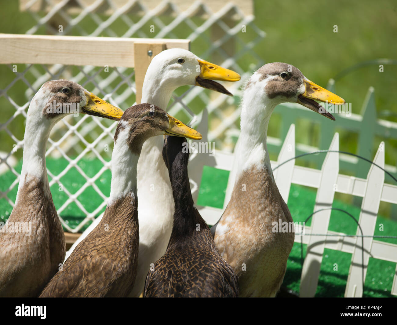 group of wild ducks Stock Photo - Alamy