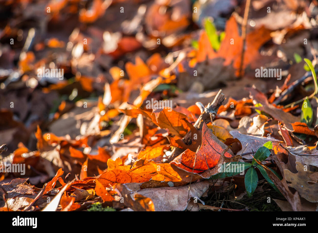 Brown leaves hi-res stock photography and images - Alamy