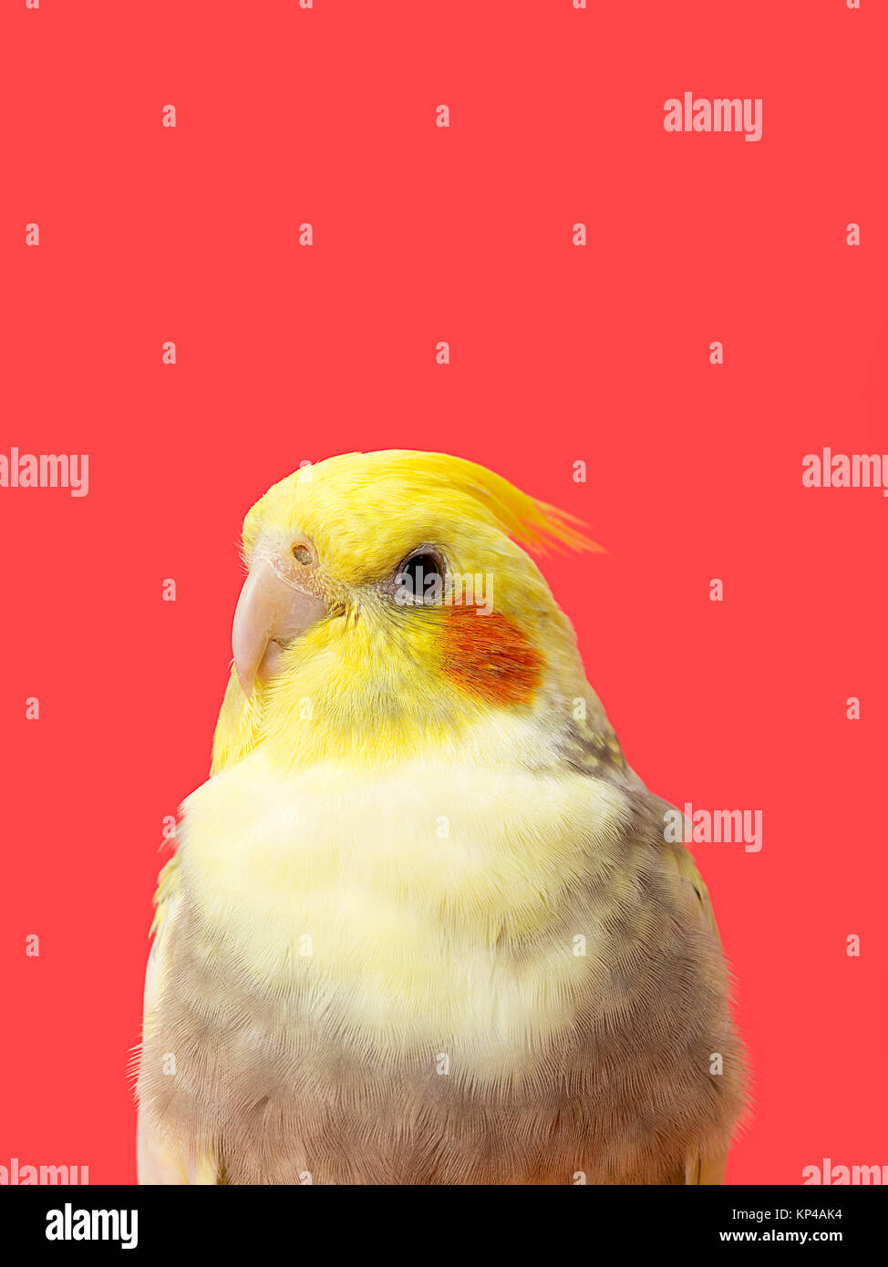 half body northern cardinal Stock Photo - Alamy