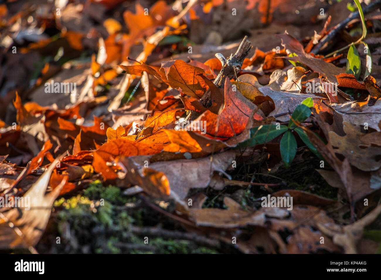 Fallen brown leaves in the middle of the forest Stock Photo - Alamy