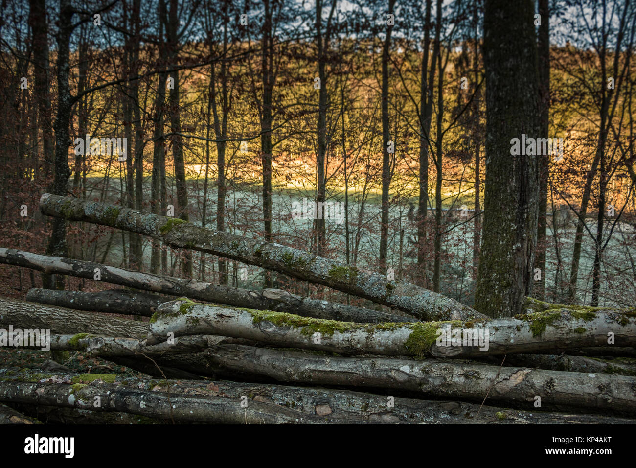 Felled Forest Stock Photos & Felled Forest Stock Images - Alamy
