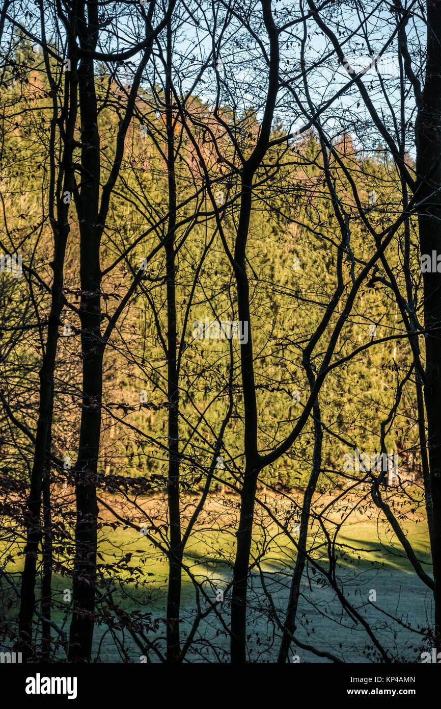 Bare trees in the middle of a colorless forest Stock Photo - Alamy