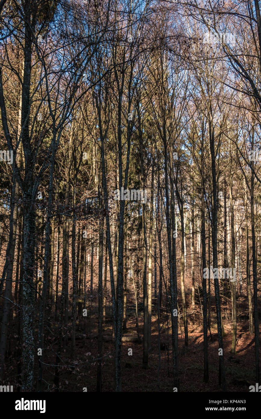 Bare trees in the middle of a colorless forest Stock Photo - Alamy