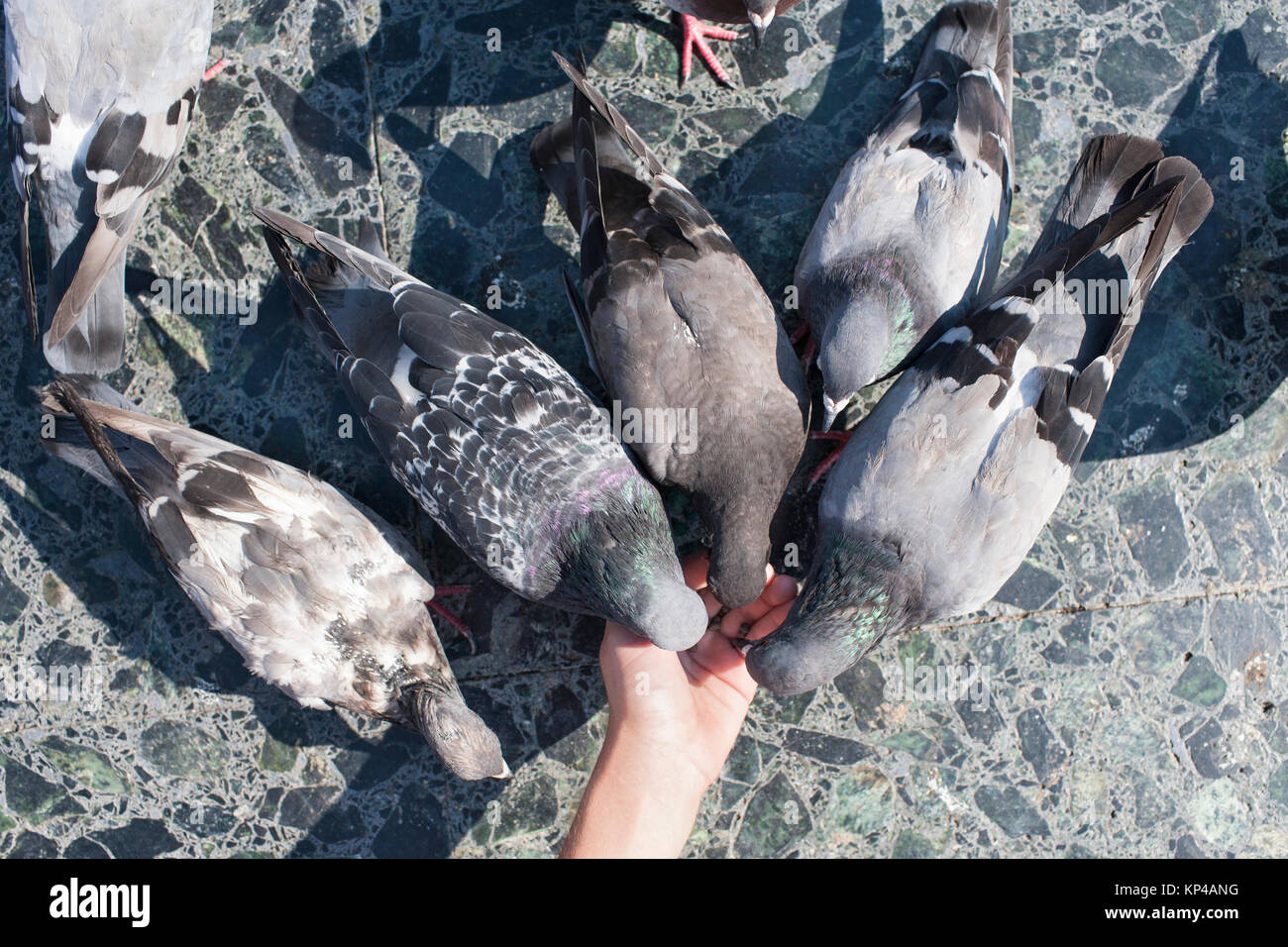 human hand feeding pigeon Stock Photo - Alamy